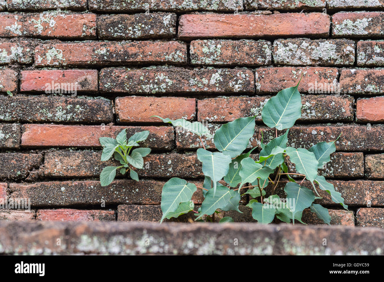 Plant and Bodhi tree on the old wall background Stock Photo - Alamy