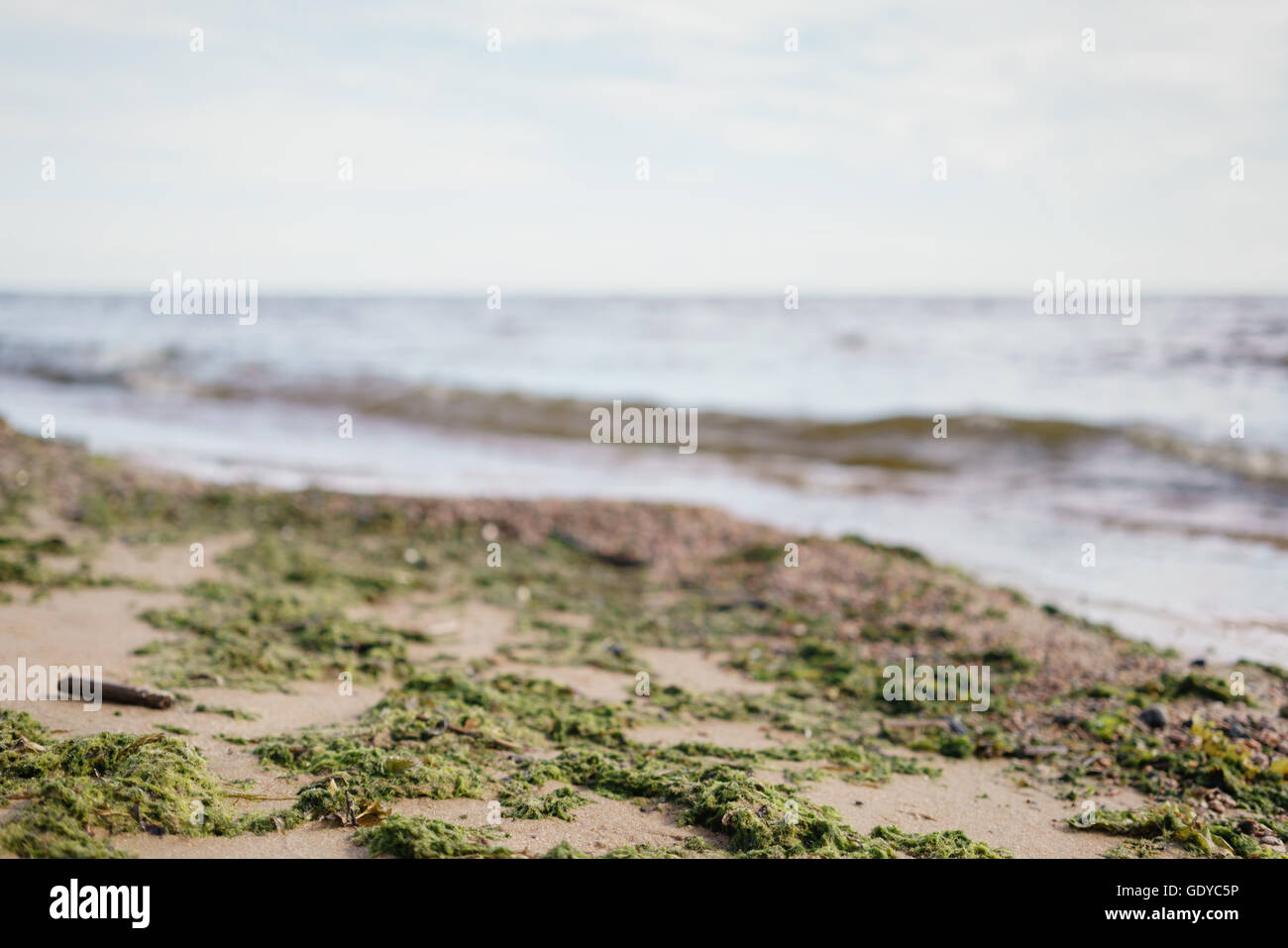 green seaweed on sand on sea shore Stock Photo - Alamy