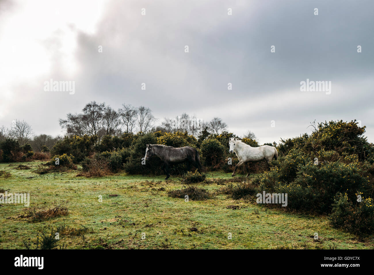 White horse walking through forest hi-res stock photography and images ...