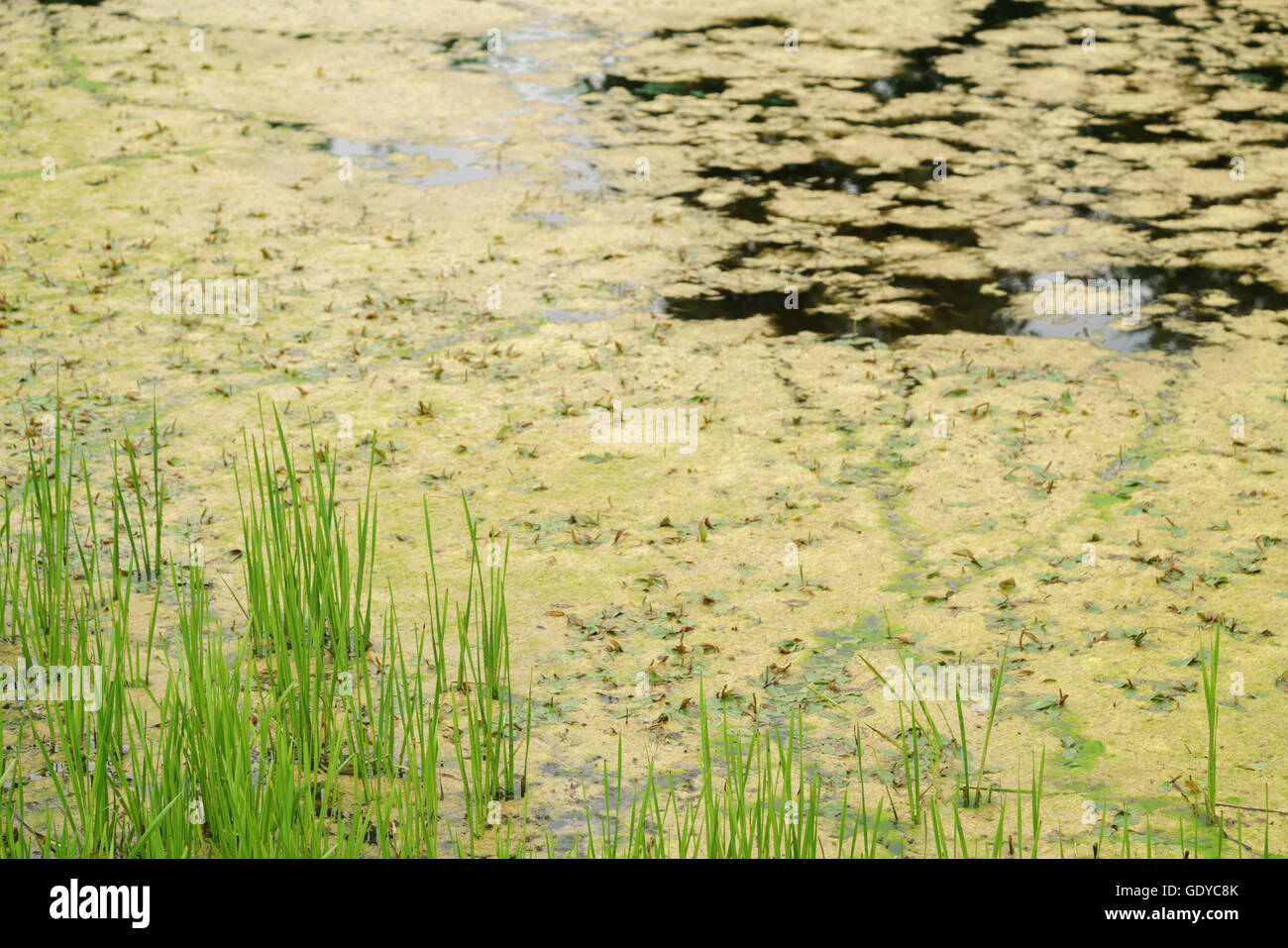 large amount of algae in pond Stock Photo - Alamy