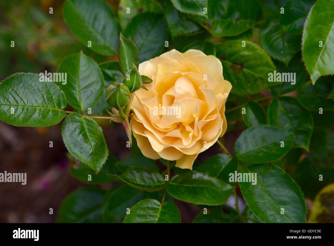 Pink and yellow bud hi-res stock photography and images - Alamy
