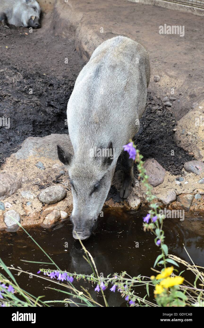 Wild boar eyes hi-res stock photography and images - Alamy