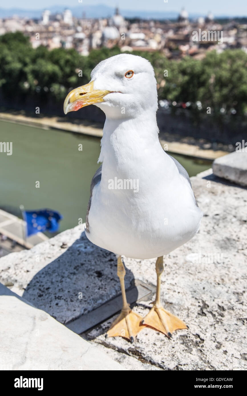 Gull city hi-res stock photography and images - Alamy