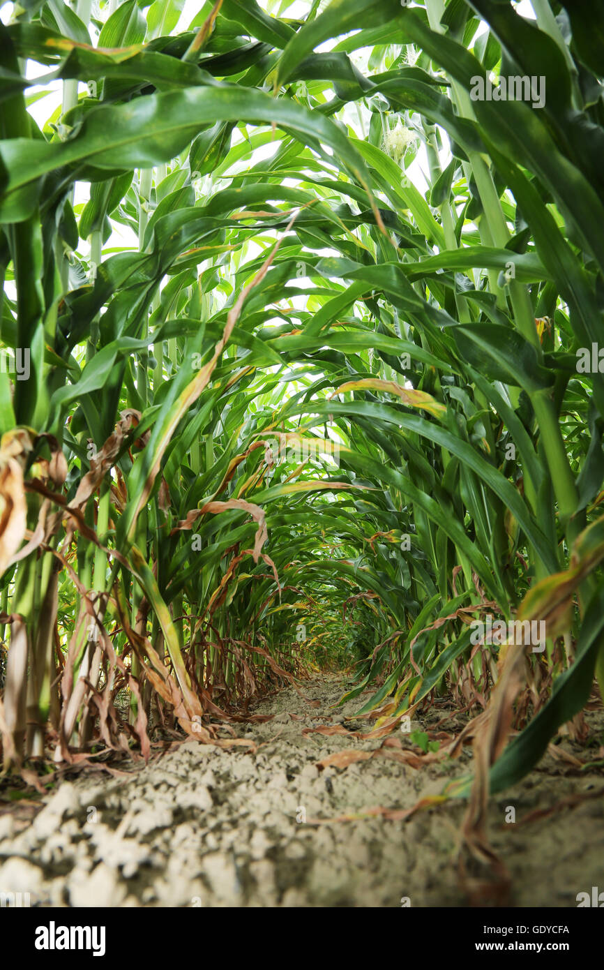 Maize stem hi-res stock photography and images - Alamy