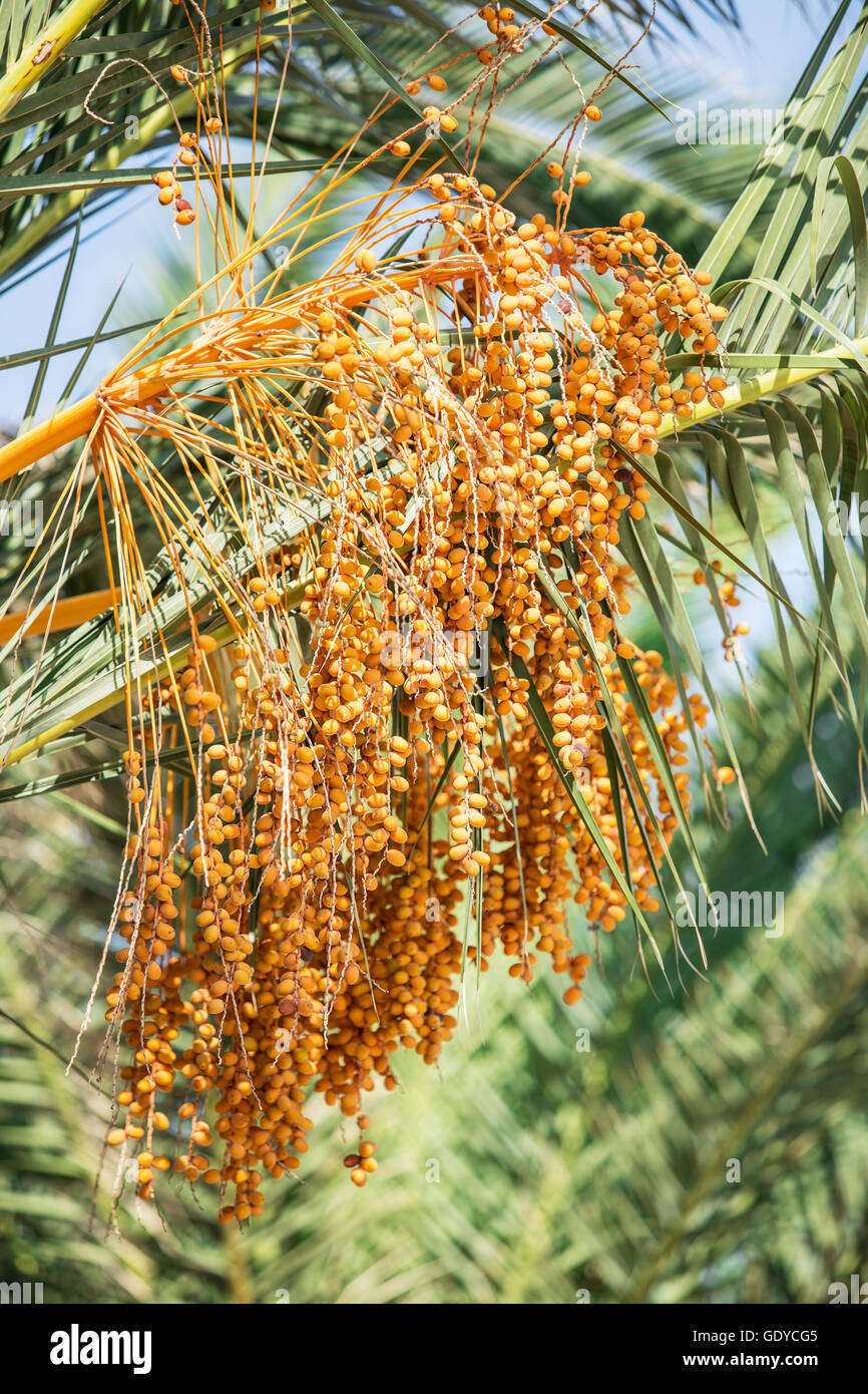Date palm and blue sky on the background Stock Photo - Alamy
