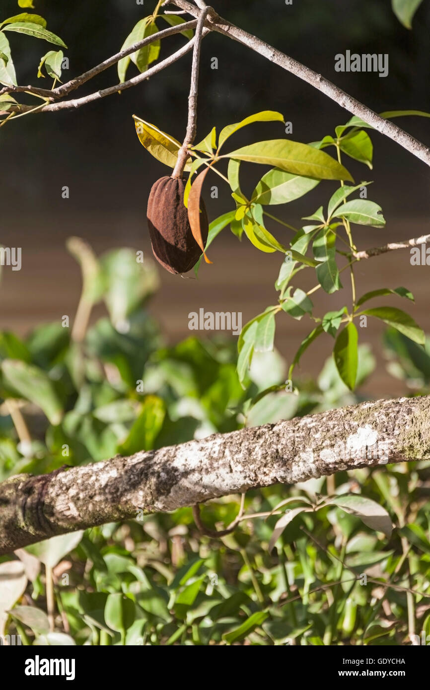 Cocoa bean tree hi-res stock photography and images - Alamy