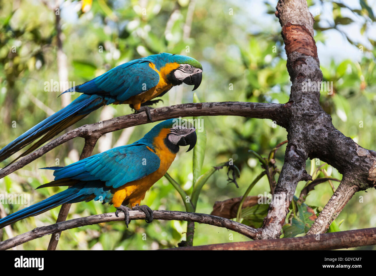 Parrots of venezuela hi-res stock photography and images - Alamy