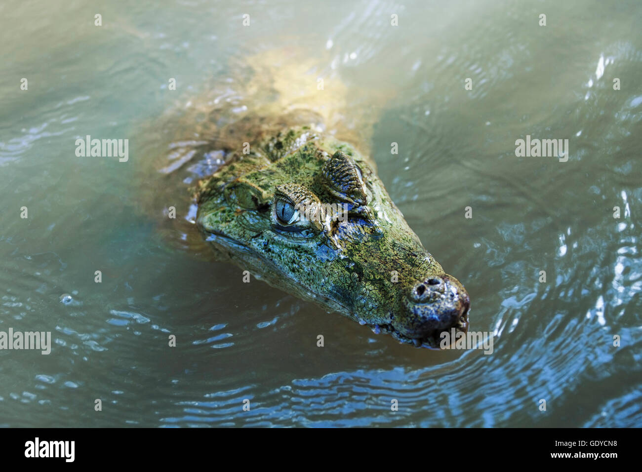 Caiman (Caimaninae) in a lake, Orinoco Delta, Venezuela Stock Photo - Alamy