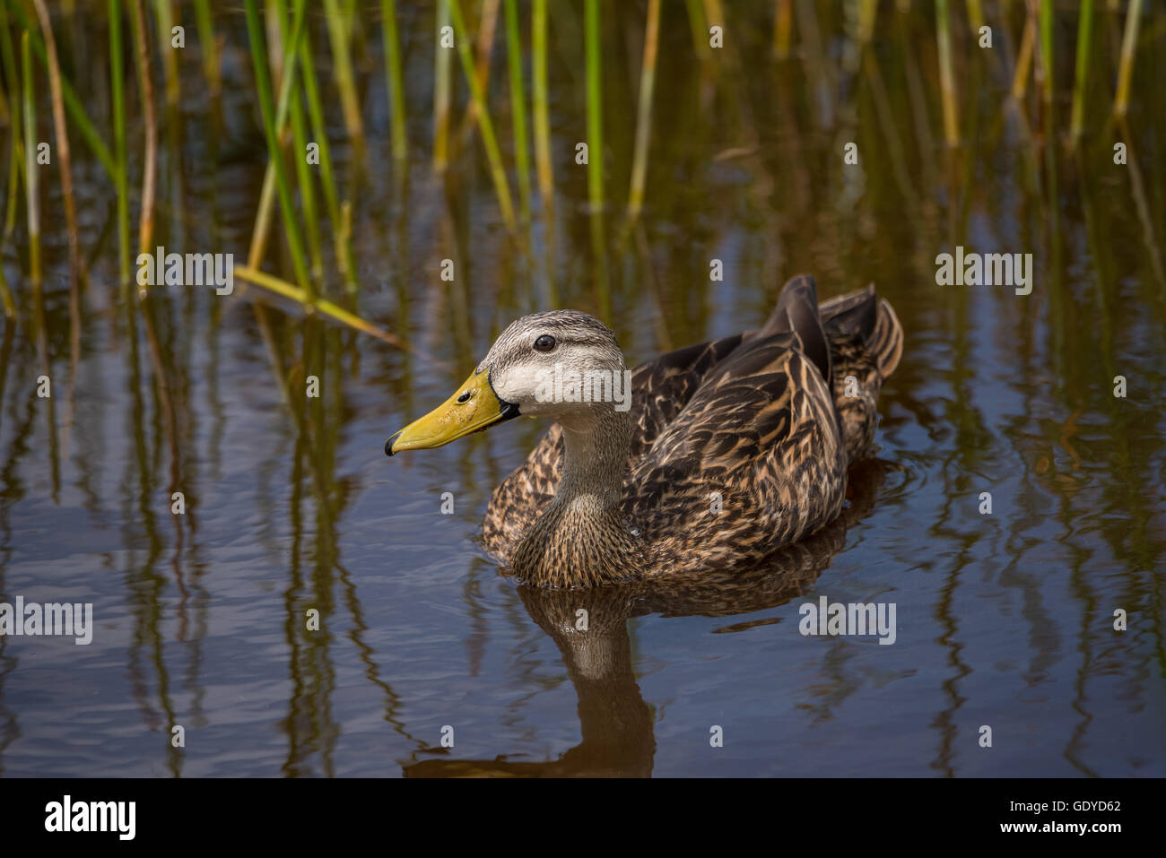 Marsh duck hi-res stock photography and images - Alamy