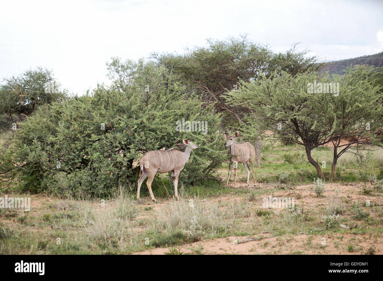 Kudu Buck at OkOnjima Reserve in Namibia Stock Photo - Alamy