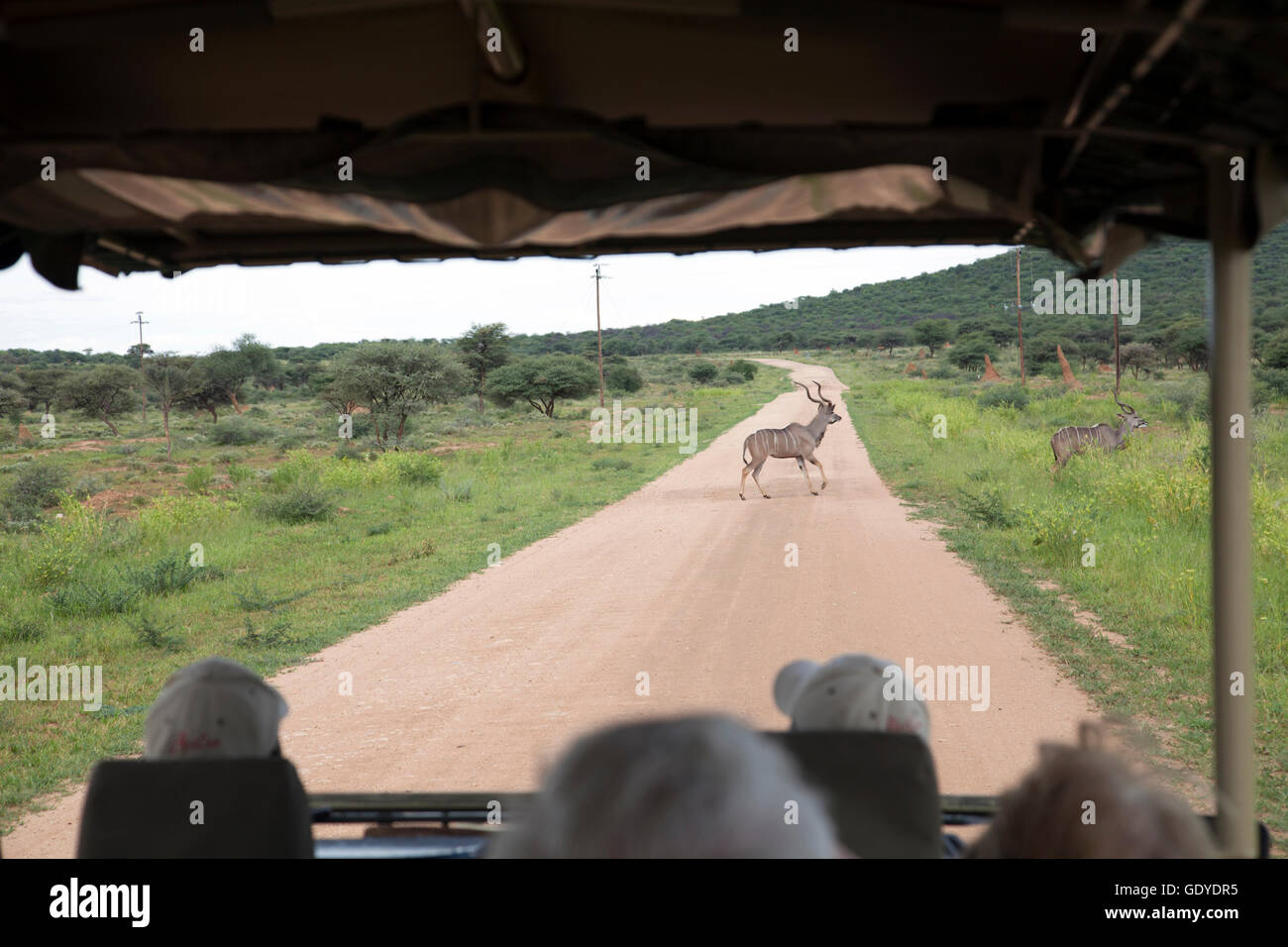 Game Drive in Okonjima in Namibia Stock Photo - Alamy