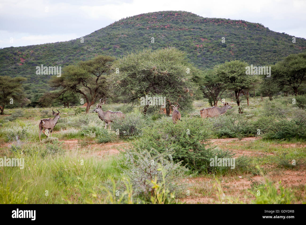 Kudu Buck at Okonjima Reserve in Namibia Stock Photo - Alamy
