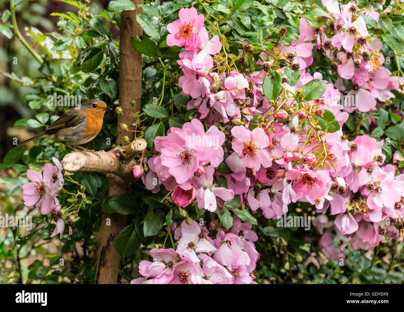Roses summer hi-res stock photography and images - Alamy