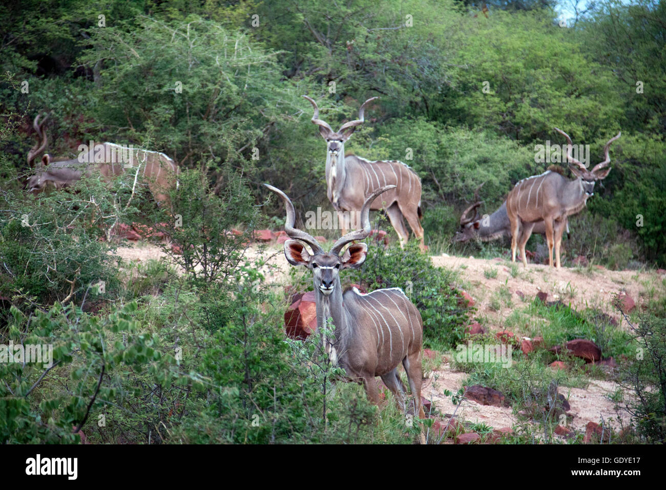 Kudu at Okonjima Reserve in Namibia Stock Photo - Alamy