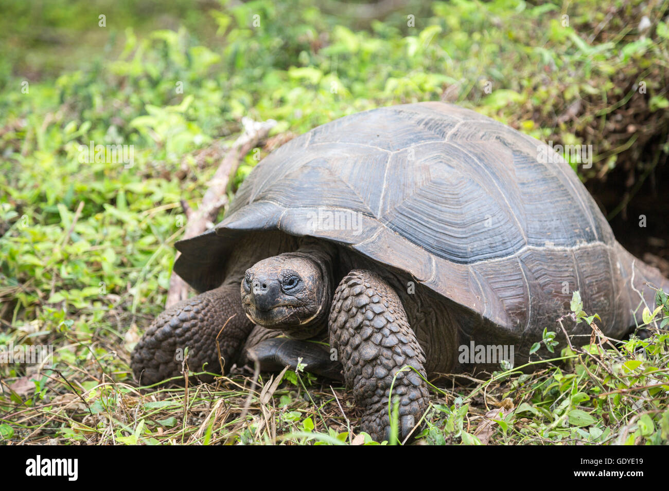 Chelonoidis Nigra Tourist High Resolution Stock Photography and Images ...