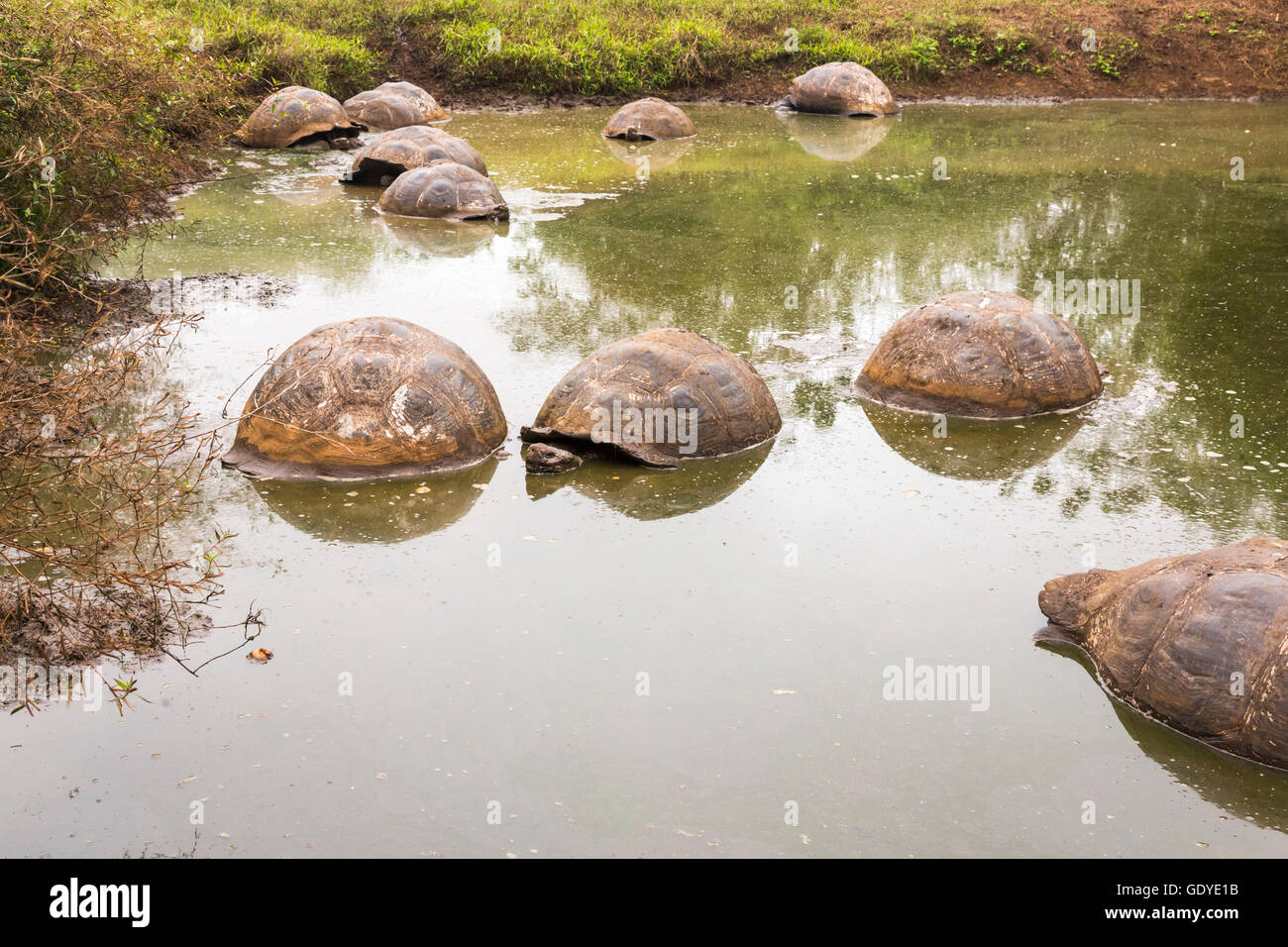 Galapagos giant tortoises (Chelonoidis nigra) wallowing in a muddy pool ...