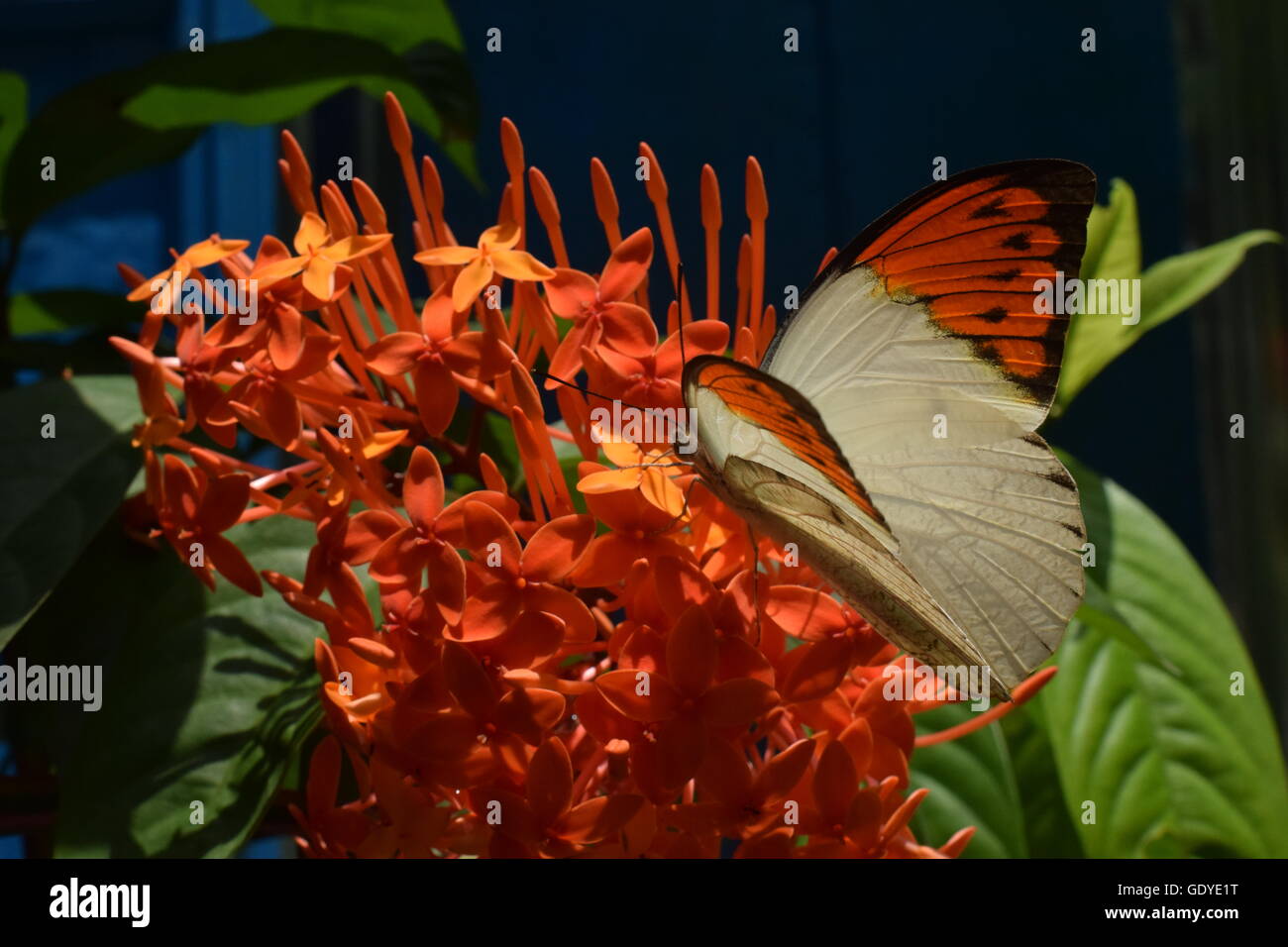 Nice butterfly hi-res stock photography and images - Alamy