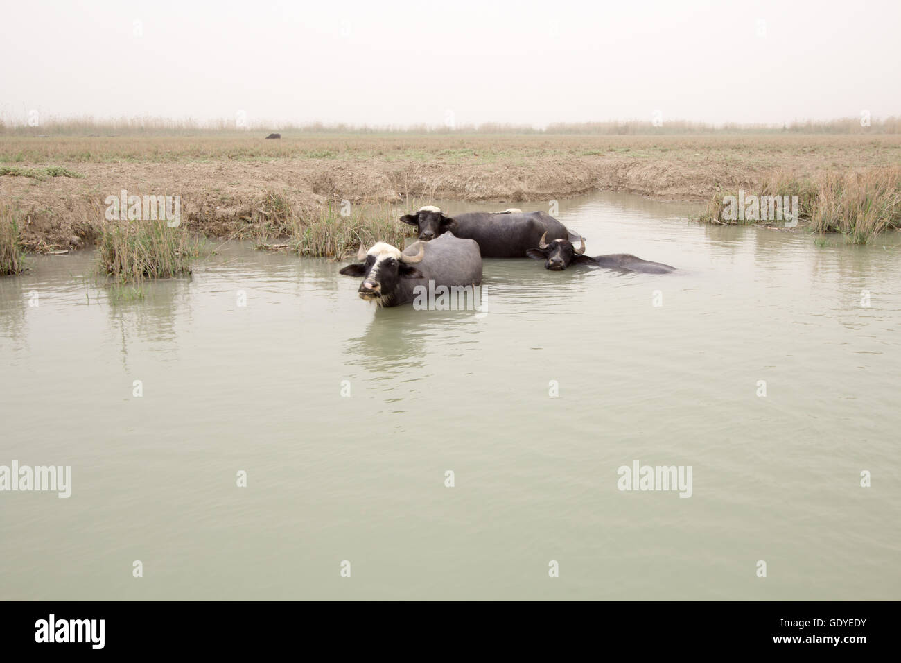 Image marshes of Iraq in Dhi Qar province, which is located south of ...