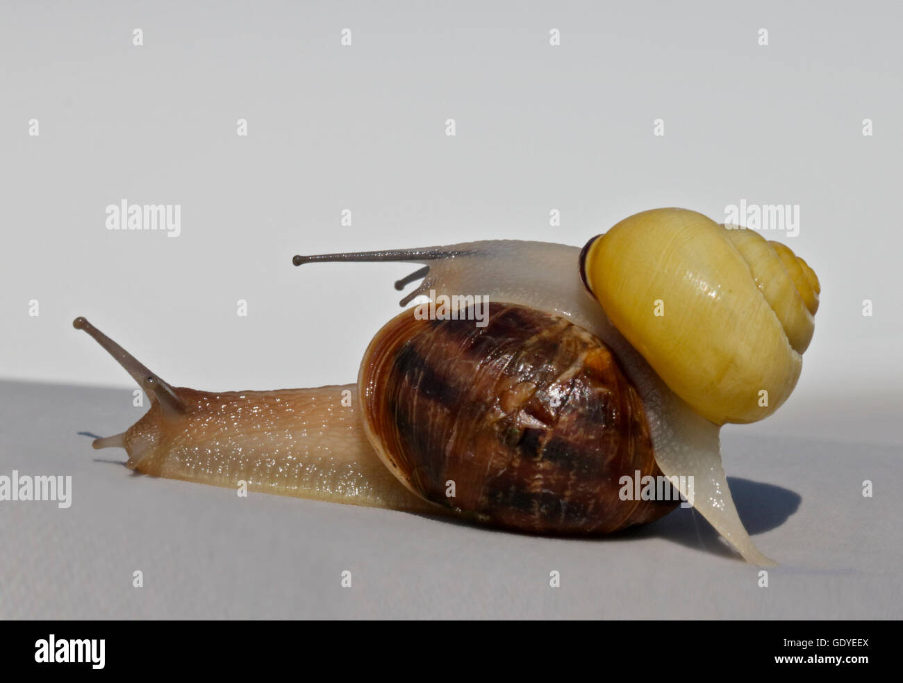 Snail shells yellow hi-res stock photography and images - Alamy