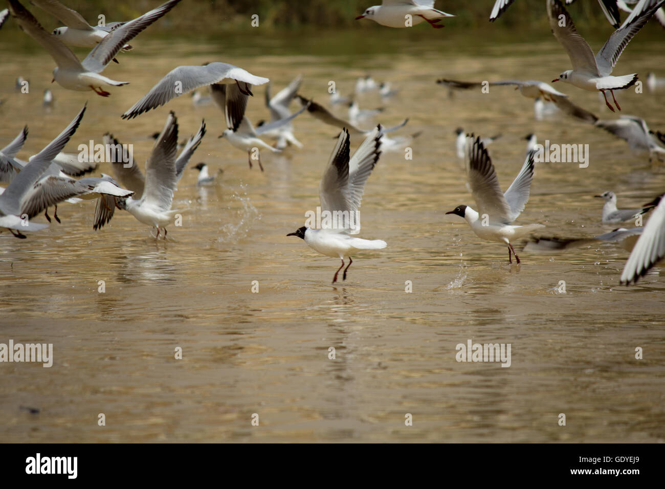 Iraq tigris river hi-res stock photography and images - Alamy