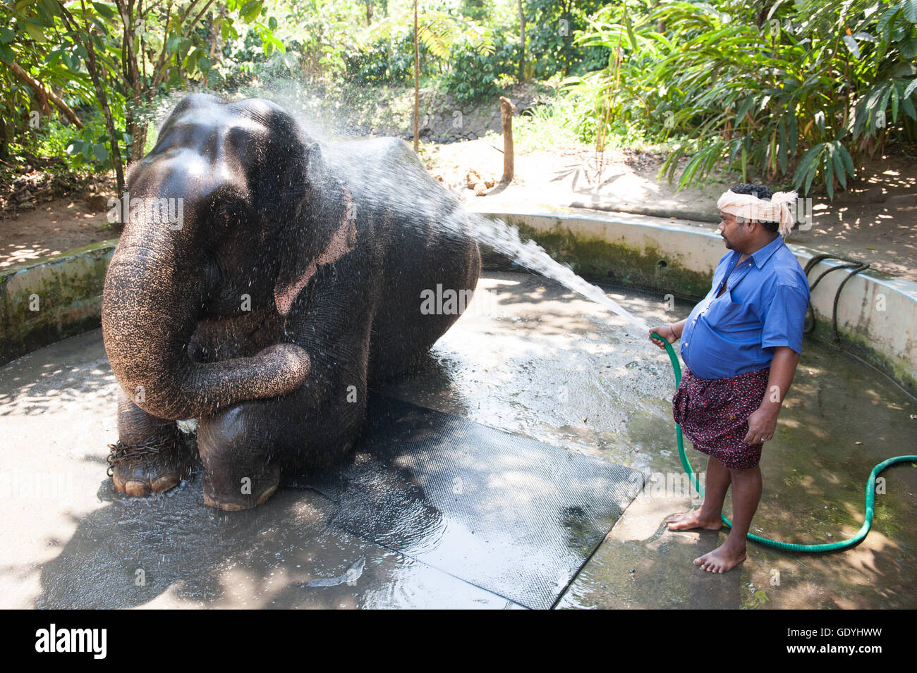 A mahout is cleaning a tame elephant near Kumily, India, on 15 October ...