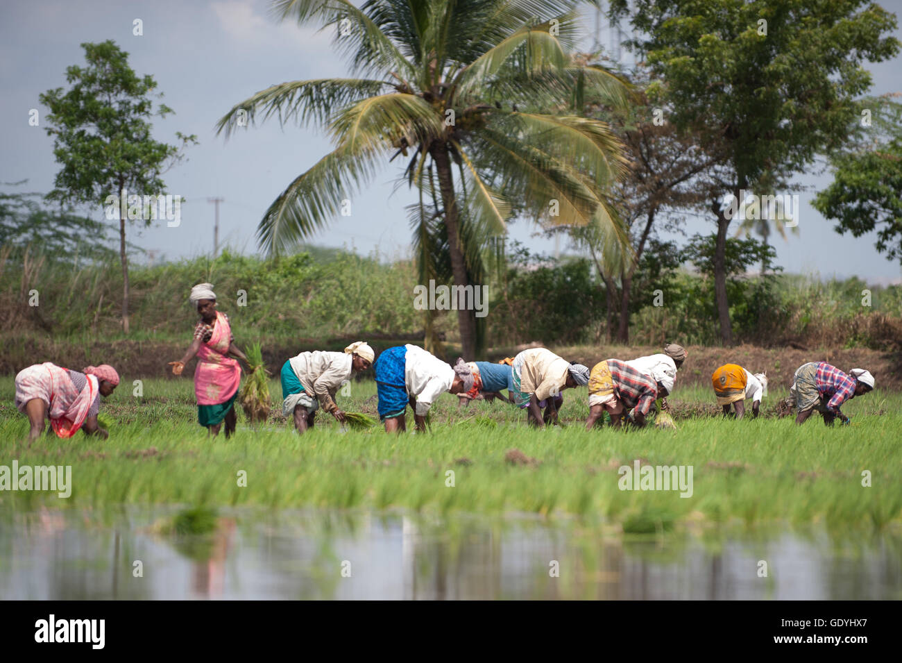 Local women are working on a paddy field near Thanjavur, India, on 13 ...