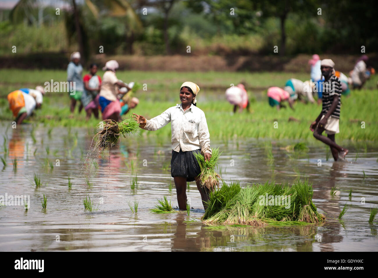 A local woman is working on a paddy field near Thanjavur, India, on 13 ...