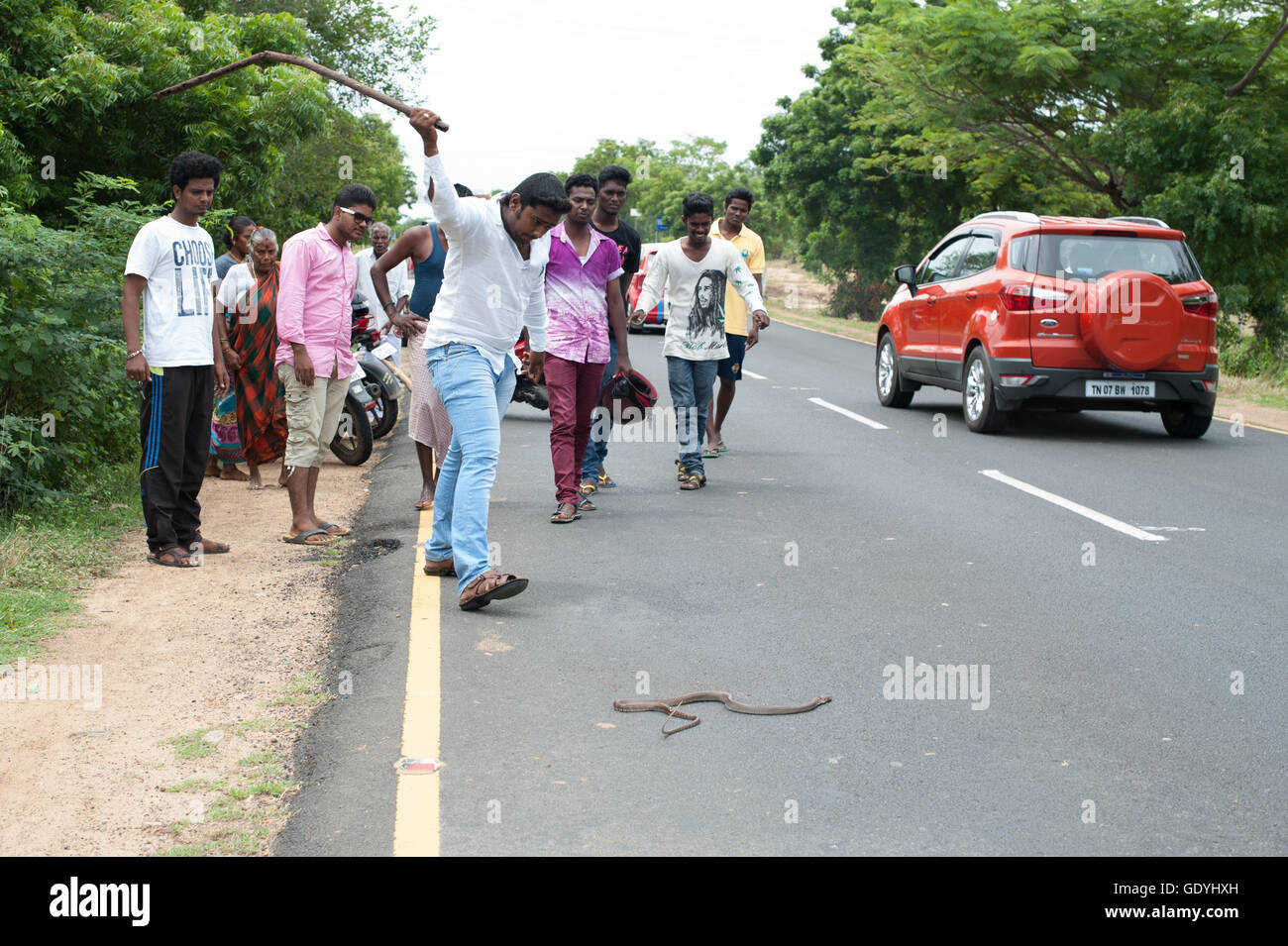 A young men is beating a snake with an iron stick near Mahabalipuram ...