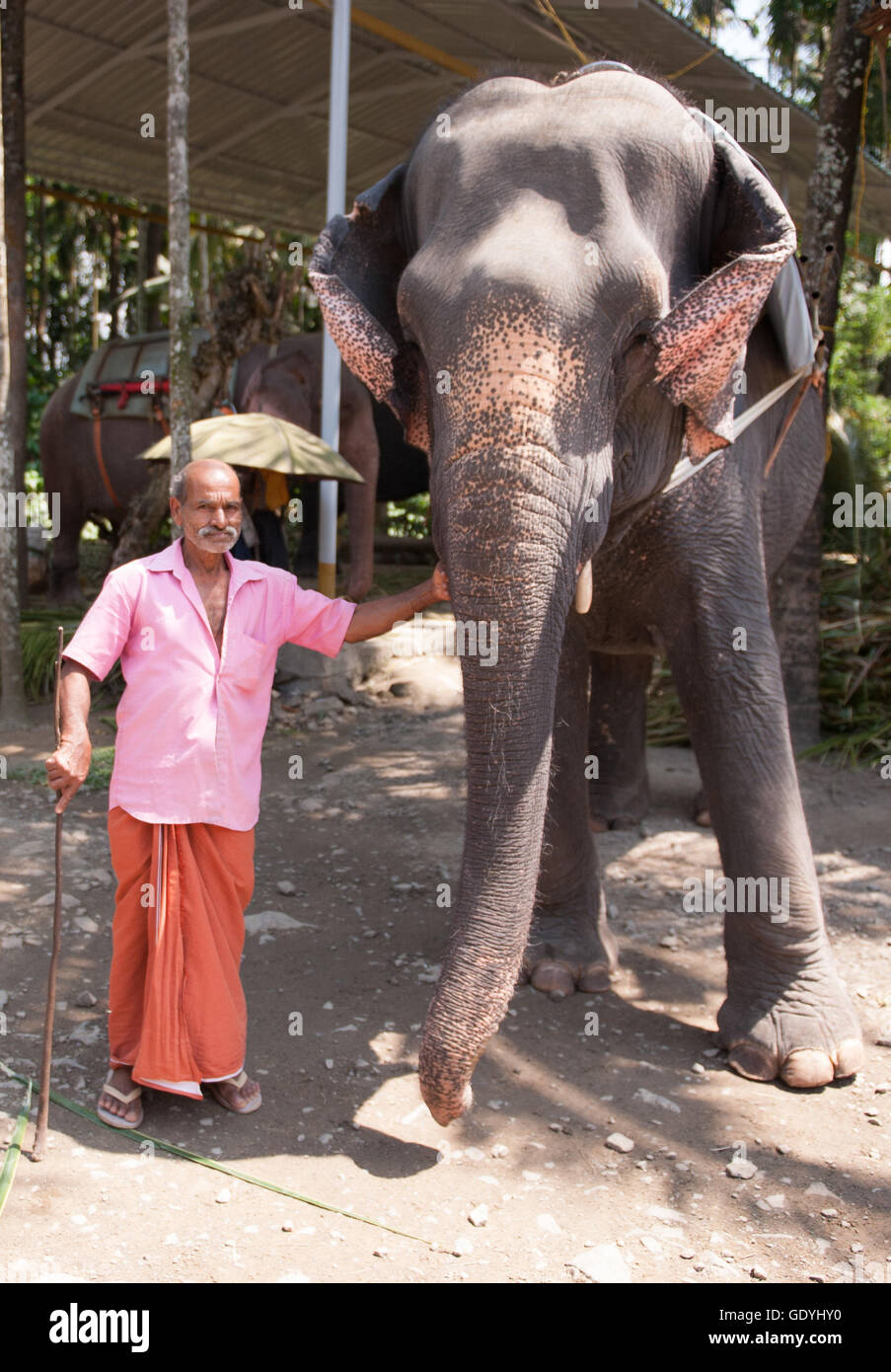 A mahout is standing next to a tame elephant near Kumily, India, on 15 ...
