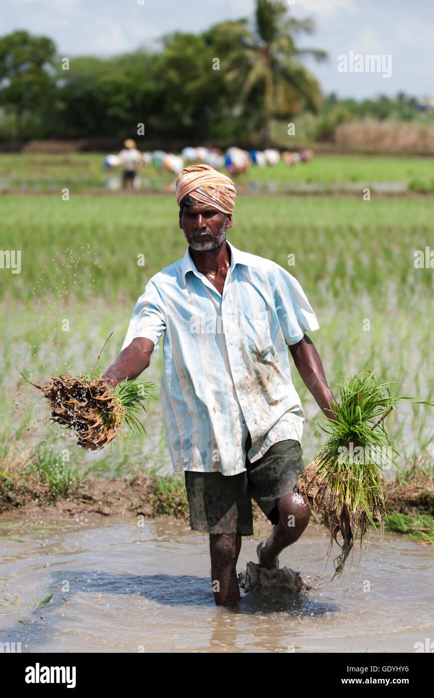A local man is working on a paddy field near Thanjavur, India, on 13 ...