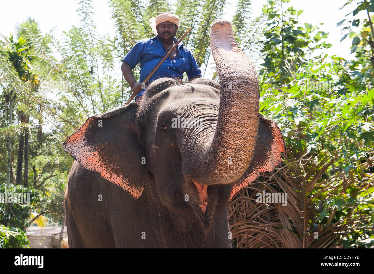 A mahout is riding on the back of a tame elephant near Kumily, India ...
