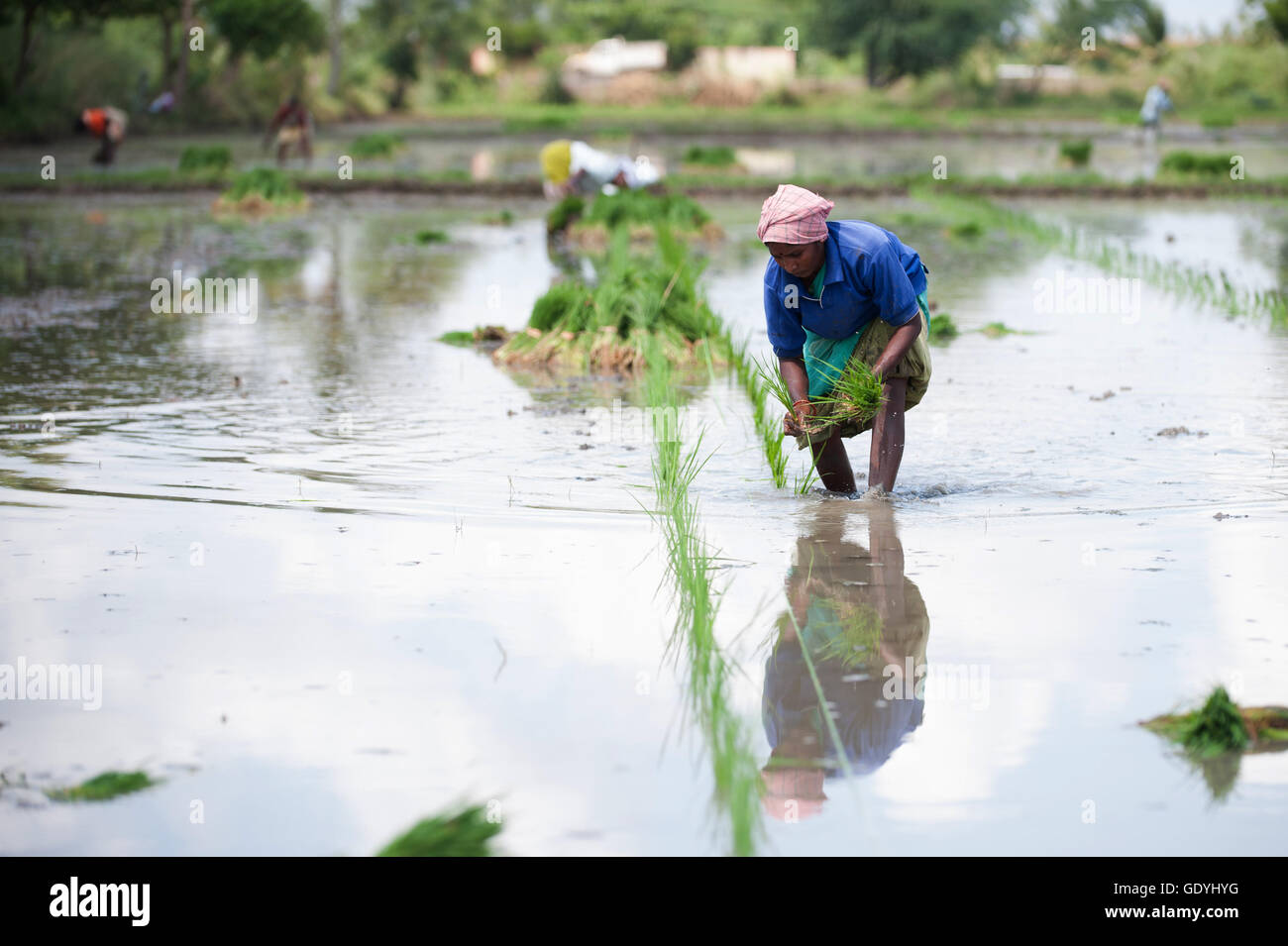 A local woman is working on a paddy field near Thanjavur, India, on 13 ...