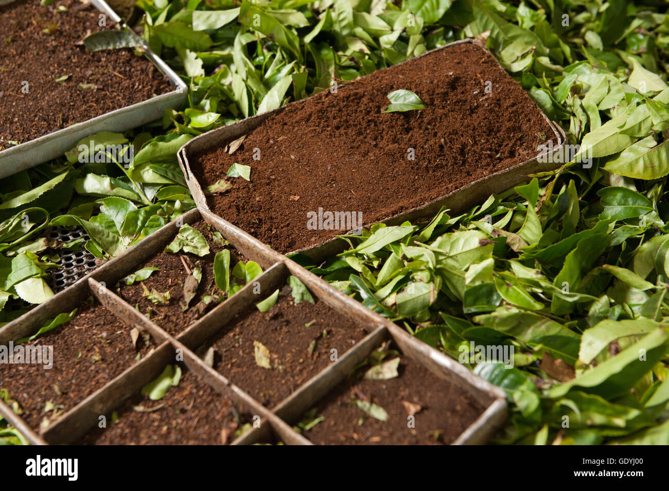 Green tea leaves and ground tea in Munnar, India, on 18 October 2015 ...