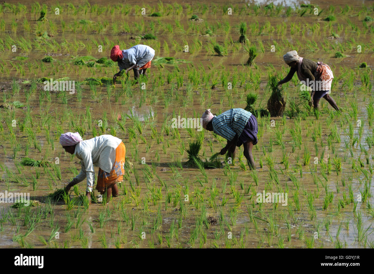 Local women are working on a paddy field near Thanjavur, India, on 13 ...