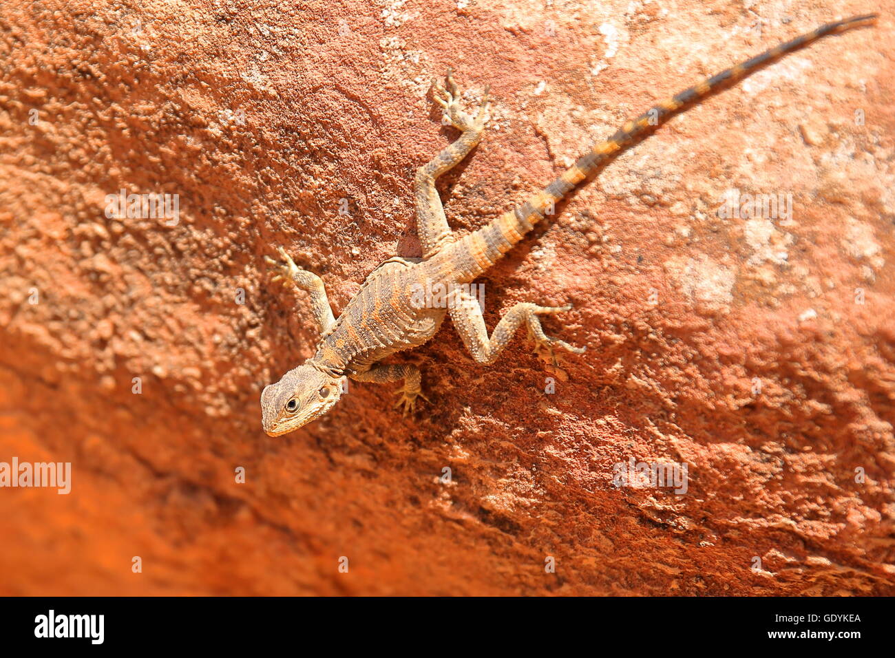 Jordan lizard hi-res stock photography and images - Alamy