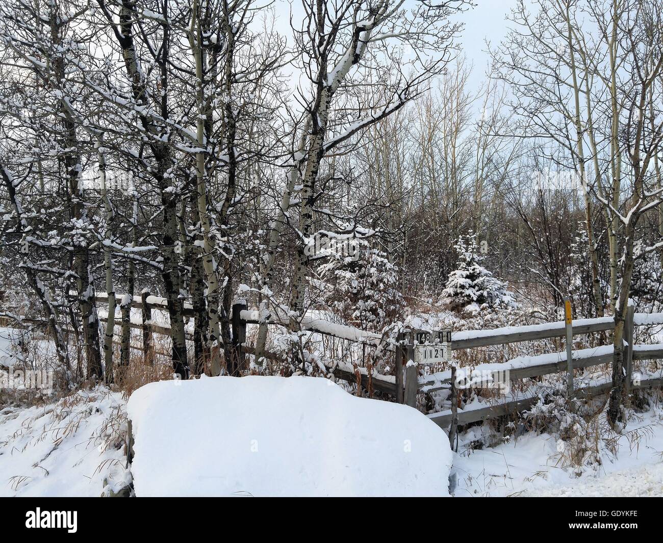 Poplar trees alberta hi-res stock photography and images - Alamy