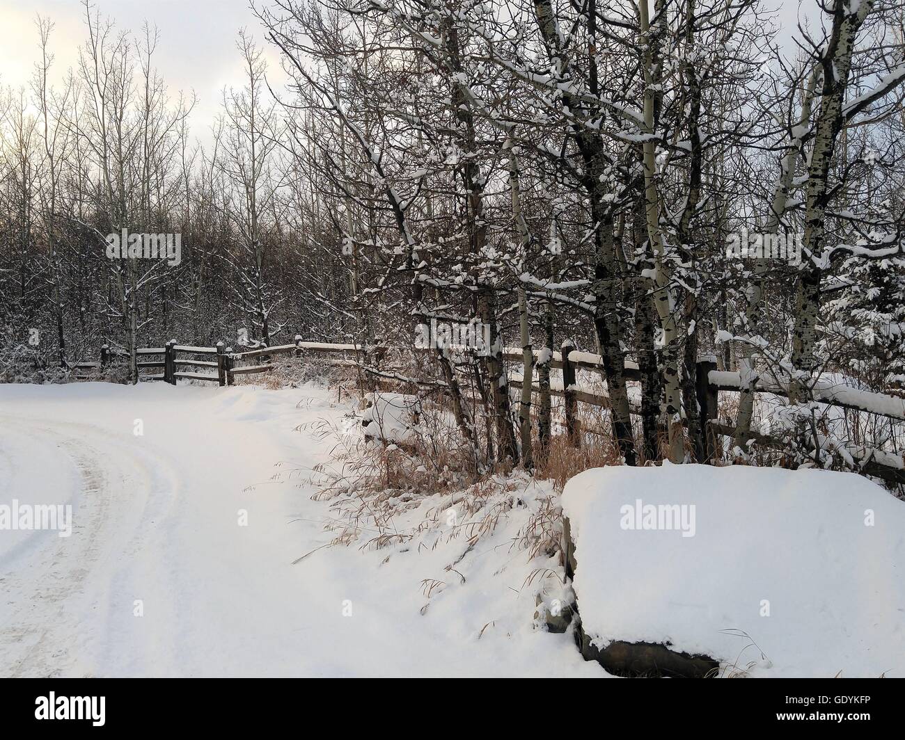 SNow on a rural Prairie road with fence line and trees Stock Photo - Alamy