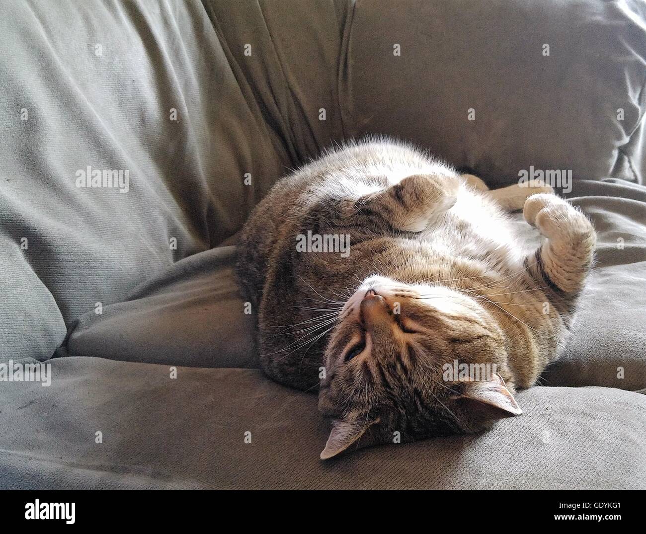 Fat cat on a couch Stock Photo - Alamy