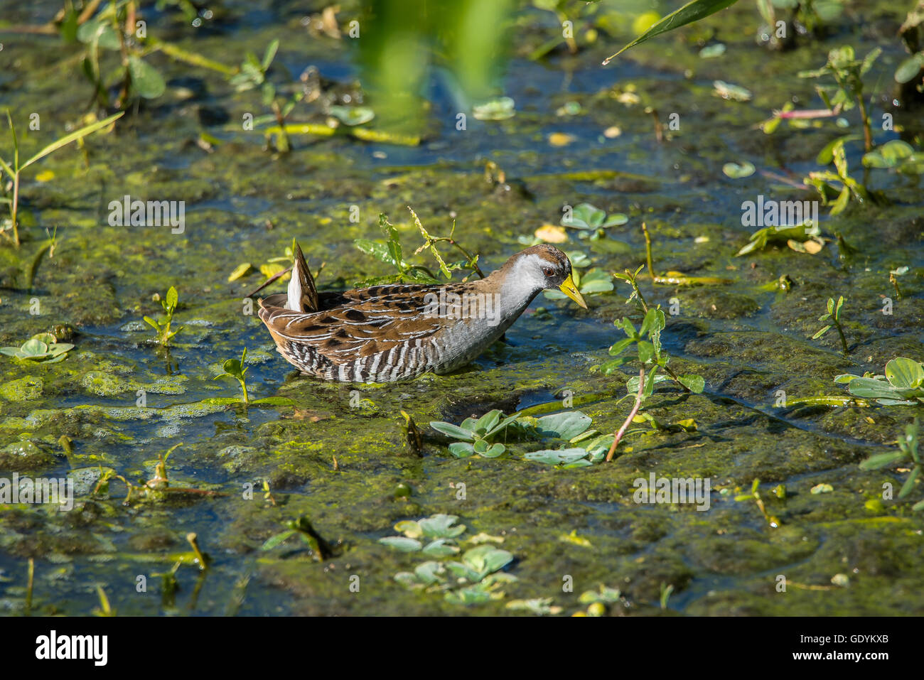 Sora Bird Stock Photos & Sora Bird Stock Images - Alamy