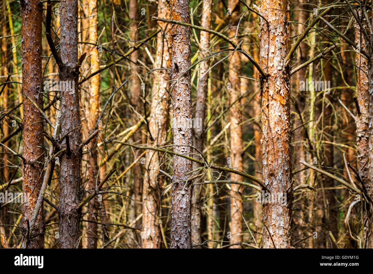 Tree trees forest wood hi-res stock photography and images - Alamy
