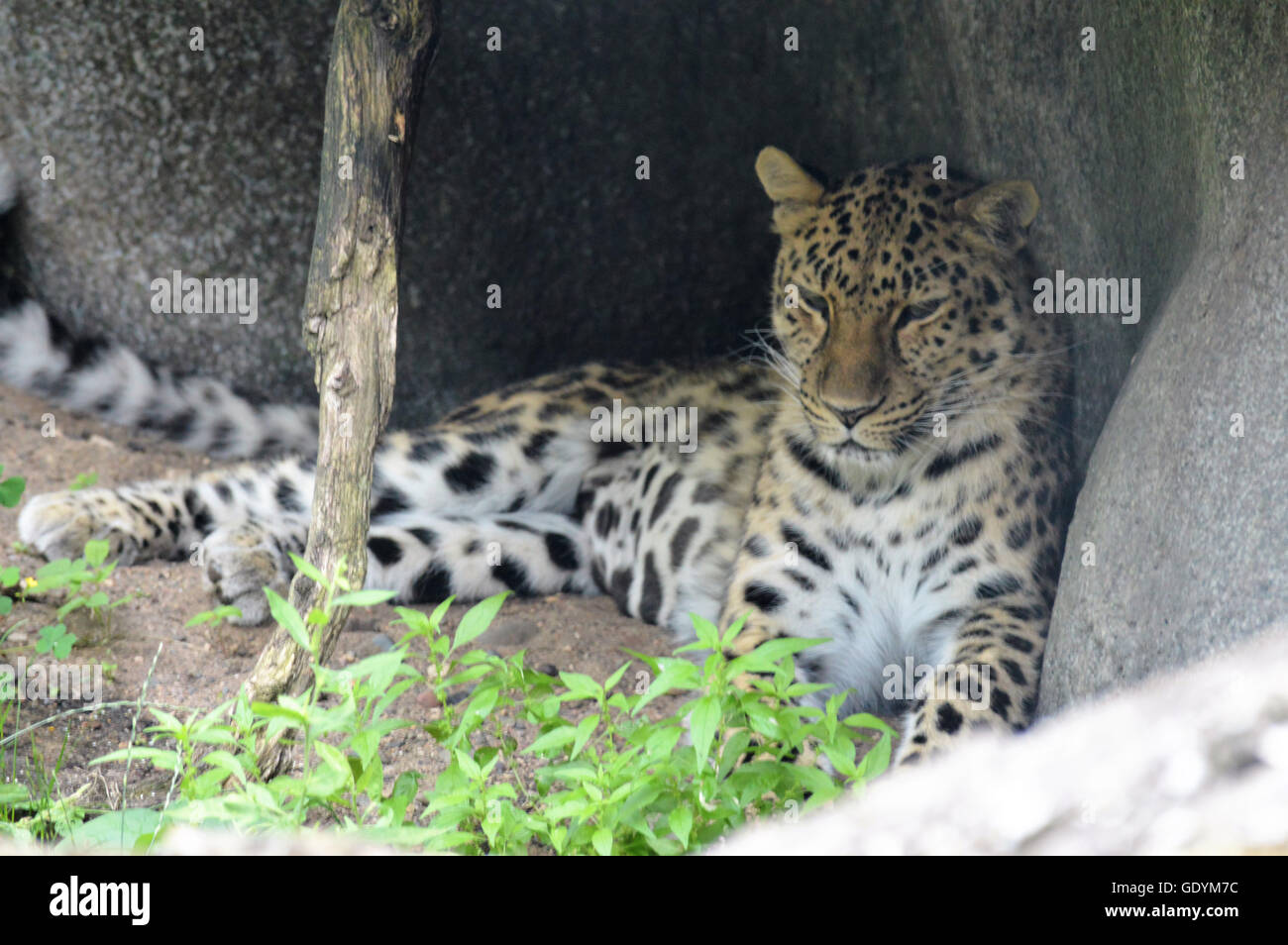 Leopard cave hi-res stock photography and images - Alamy