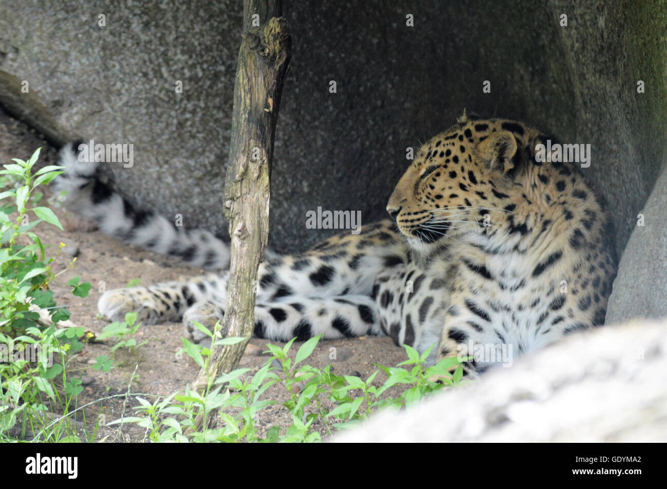 Amur leopard resting in a cave Stock Photo - Alamy