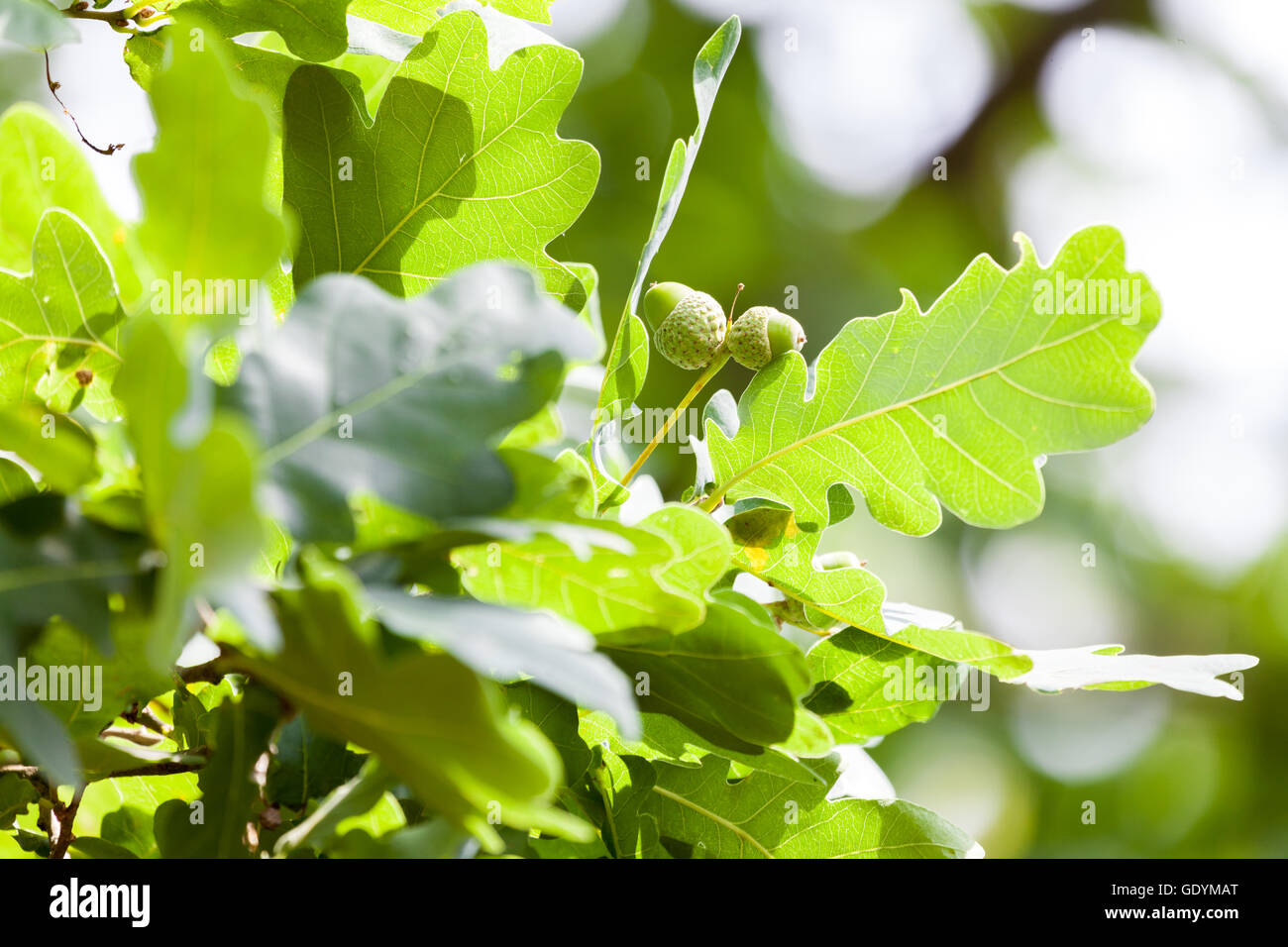 German oak tree hi-res stock photography and images - Alamy