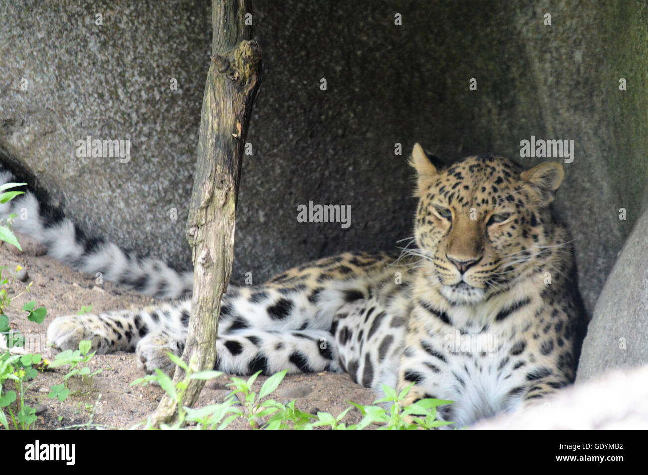 Amur leopard resting in a cave Stock Photo - Alamy
