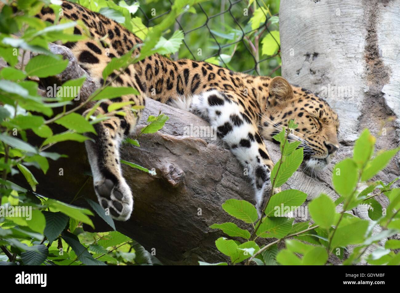 Amur leopard sleeping on branch of a tree Stock Photo - Alamy