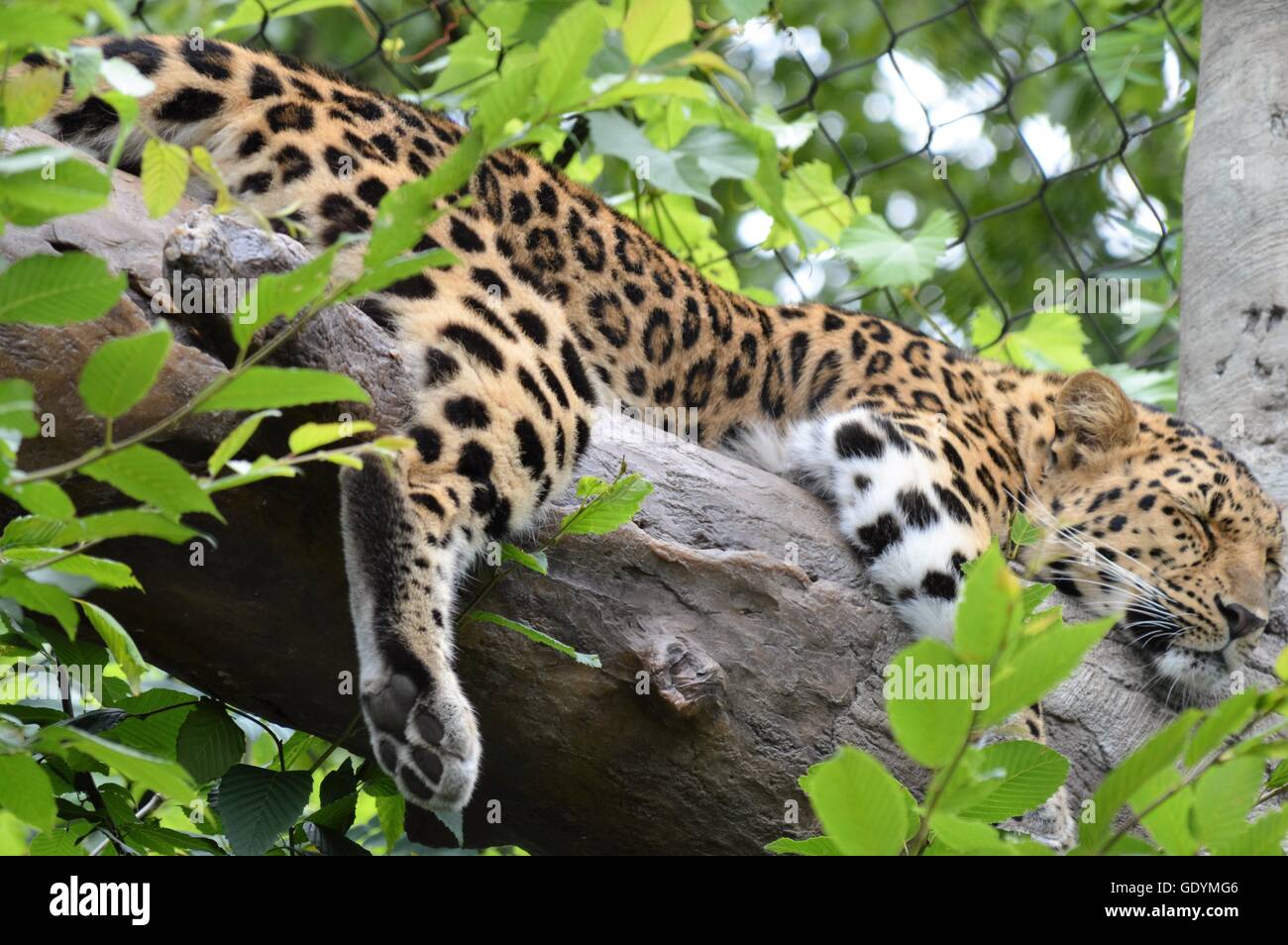 Amur leopard sleeping on branch of a tree Stock Photo - Alamy