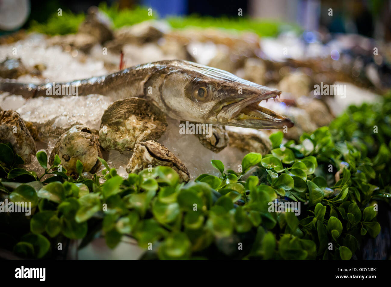 Fresh barracuda fish on lettuce. Traditional thai market Stock Photo ...