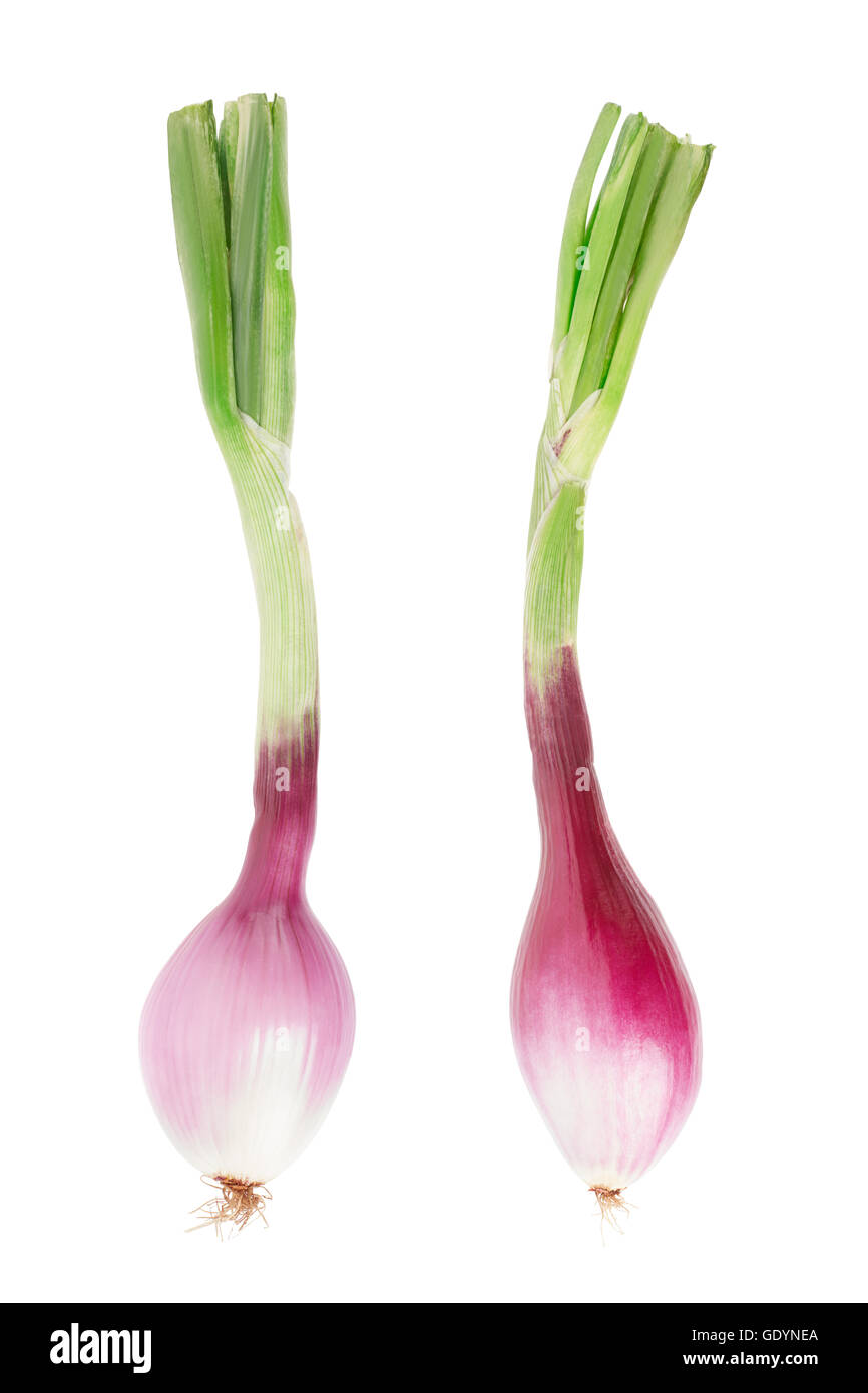 Red onions with stem, Tropea type on white, clipping path Stock Photo ...