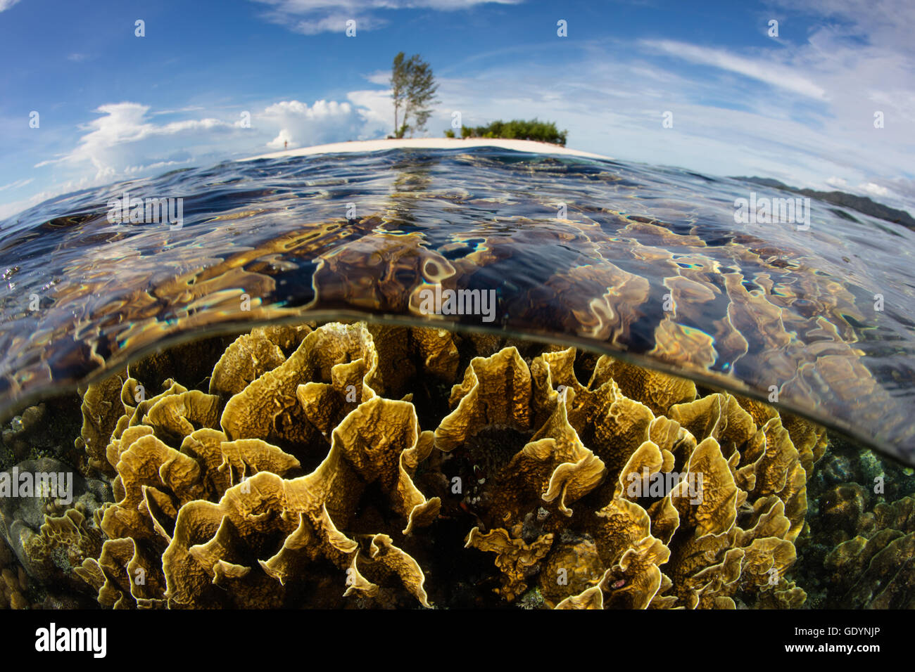 Corals grow in very shallow water near a tiny island in Raja Ampat ...