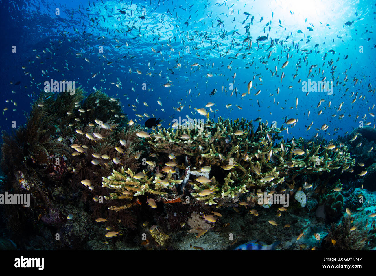 Small, colorful fish swim over a healthy coral reef in Raja Ampat ...